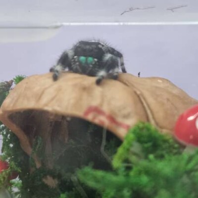 Jumping Spider Sign Post Spooder Lives Here, Spider Hideout Accessories ...