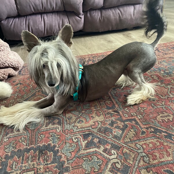 Dog Flight Jacket | Red - Etsy