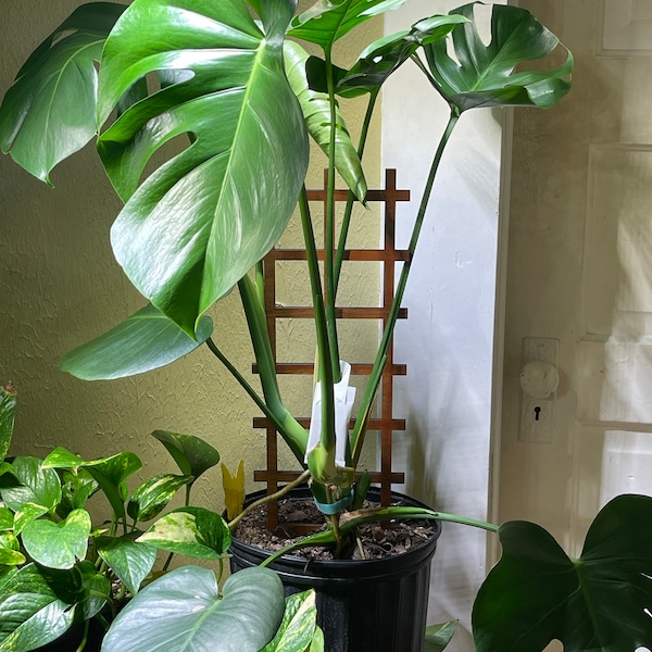 MCM Flower Indoor Plant Trellis (3 Sizes for 2-6" Pots) | Mini & Small ...