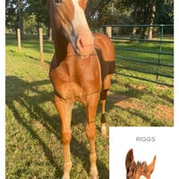 Horse Physical Assessment Form | Horse Bodywork | Equine Form | Horse ...