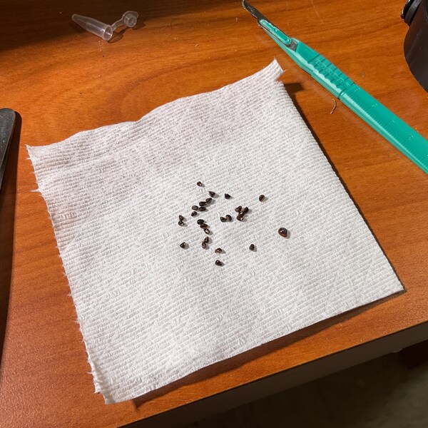 Cephalocleistocactus Ritteri Cactus Seeds - Etsy