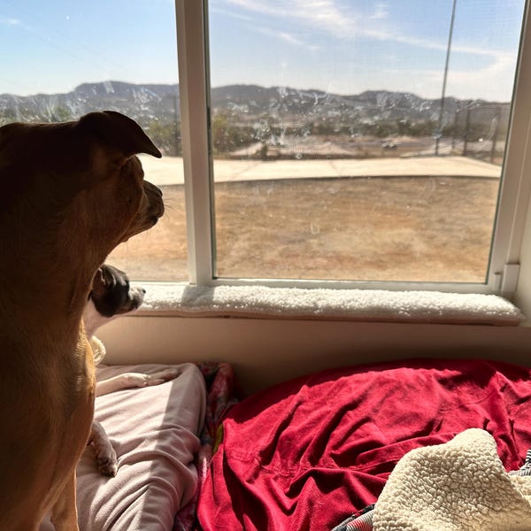 Window Sill Cat Pad/ 8 Sill Pad - Etsy