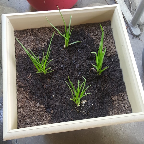 2 Red Hot Poker Live Perennial. Stunning Colors. Attracts Butterflies ...