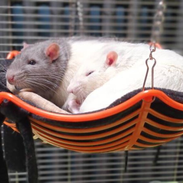 Pet Cargo Net for Cage Pet Rat Toy Accessories, Climbing Net, Fall ...