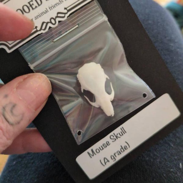 Groundhog Woodchuck Bones Full Skeletons Juvenile Adult Sold by Type ...