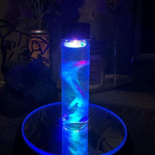 Diaphonized Pleco FISH and Non-diaphonized ANCISTRUS, Wet Specimen ...