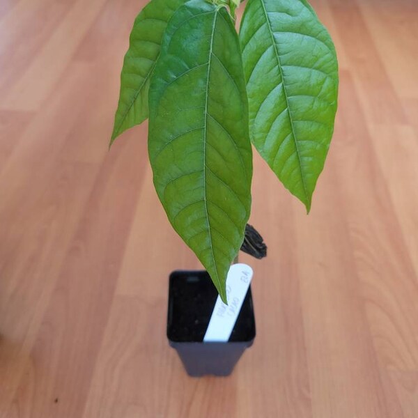 FORASTERO Theobroma Cacao Cocoa Chocolate Fruit Tropical Tree Potted ...