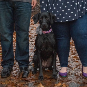 Dapper Dog Package includes collar leash and bowtiemade | Etsy