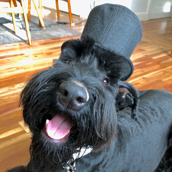 Dog Top Hat, Wedding Top Hat Dogs, Party Dog Hat, Pet Hat, Dog Hat, Dog ...