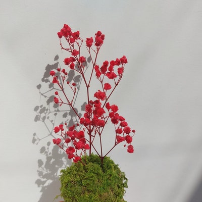 Mini Moss Wall Art in Miniature Embroidery Hoop Long Lasting Eco Gift ...