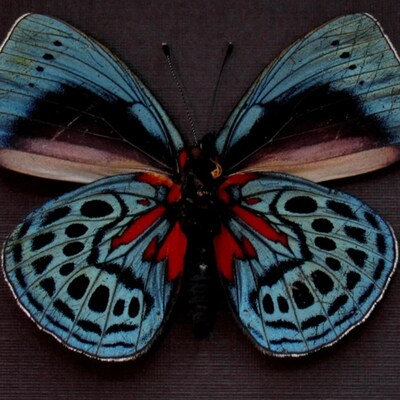 Real Blood Red Butterfly Framed Taxidermy Asterope Optima - Etsy