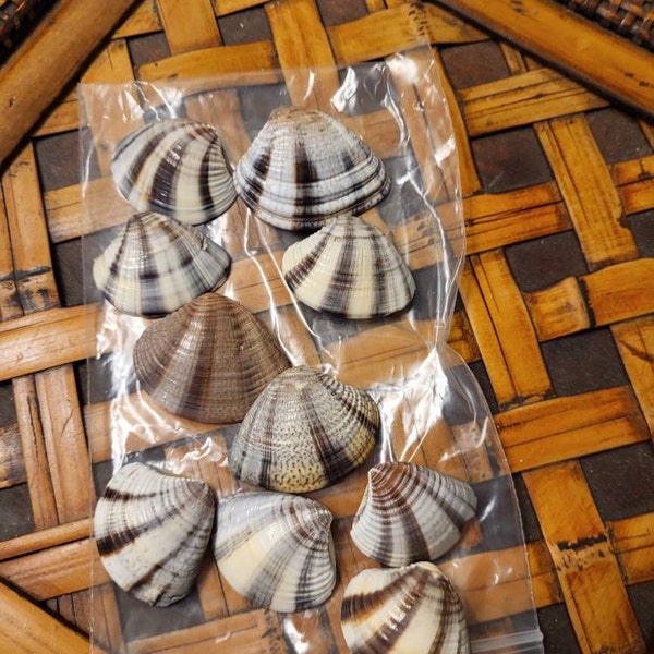 Cone Shells (6) - Assorted Cone Shells - Seashell Supply - Craft Shells ...