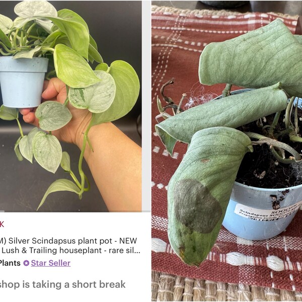 3” Sooo (TM) Silver Scindapsus Plant Pot - NEW CULTIVAR - Lush ...
