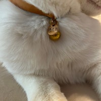 12mm Custom Tiny Tag, Small Pet Tag, Dog Tag, Puppy Tag, Kitten Tag ...