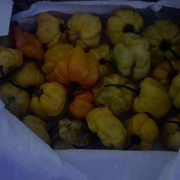 Whole Fresh Scotch Bonnet Peppers. Fresh Pods of Genuine Scotch Bonnets ...