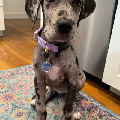 Custom Pet Tag for Dogs and Cats Personalized Weiner Hot Dog Tag Pet ID ...