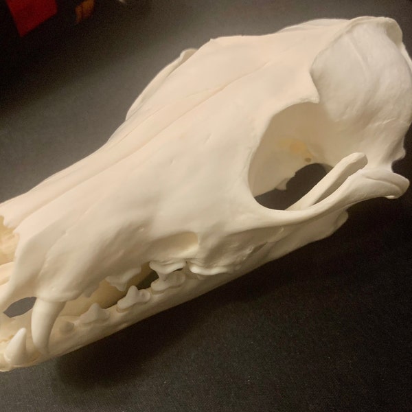 Real Red Fox Skull (vulpes Vulpes), Degreased and Whitened, Bone Art ...