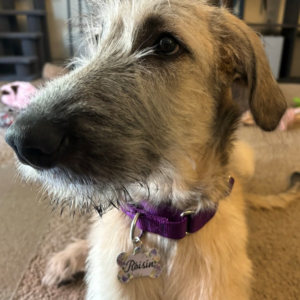 Purple Dog Tag, Custom Dog Tag, Floral Dog Tag, Floral Pet Tag Purple ...