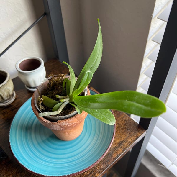 Orchid Plant LIVE Rlc. Amazing Thailand 'rainbow' Rare BLOOMING SIZE ...