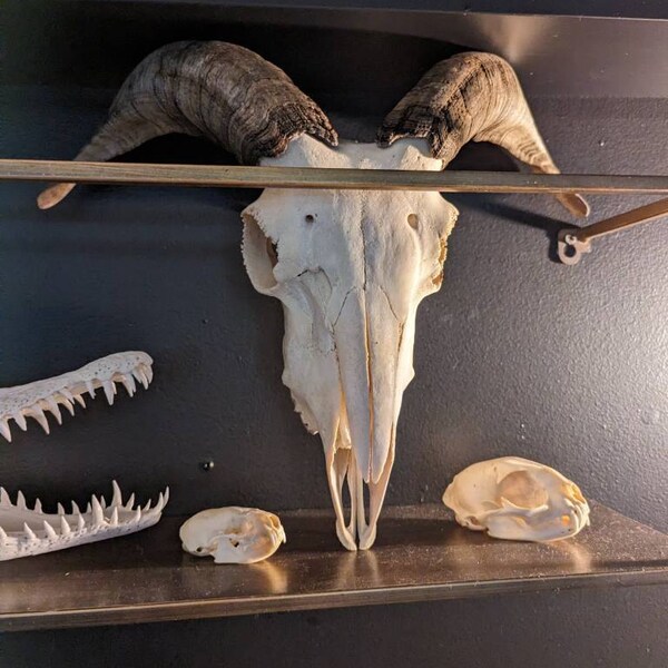 Real Horse Skeleton Named Terry. Complete. 25 Years Old, Huge Male ...