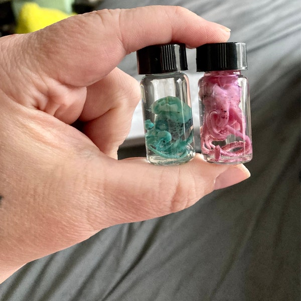 Real Cute PINK Cuttlefish in a Jar, Wet Specimen, Squid, Tentacles ...