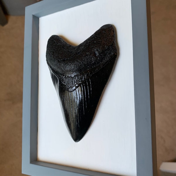 Mako Sharks Tooth Pendant BEAUTY!! Fossil Tooth Sharks Teeth Jewelry - Etsy