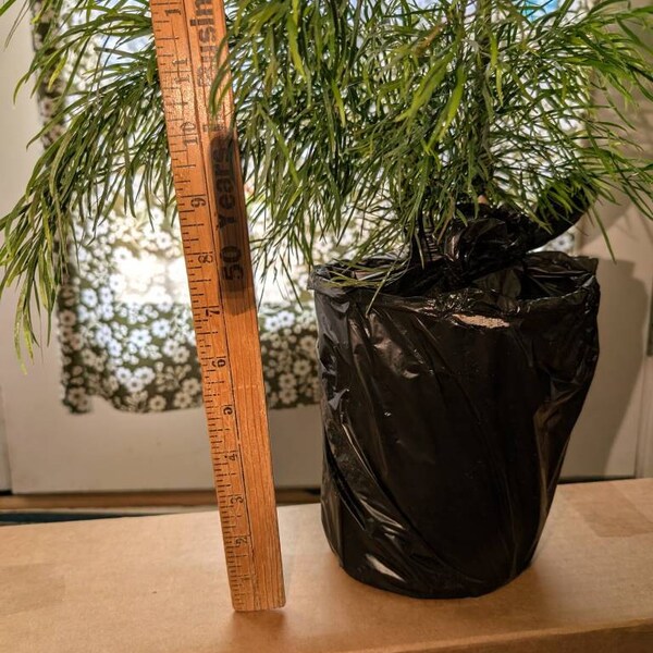 Cousin Itt Little River Wattle - Acacia Cognata - 1 Starter Plant - 4 ...