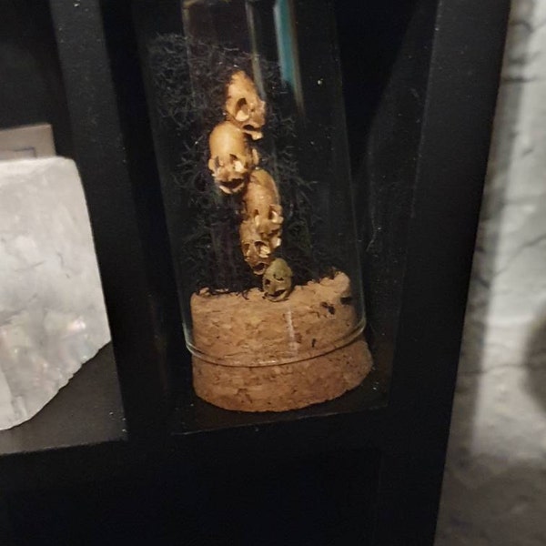 Snapdragon Skull Oddities Goth Décor Halloween Curiosities Curio ...