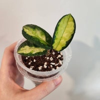 Hoya Lacunosa Silver. Silver Form From Lacunosa Leopard Skin. - Etsy Canada