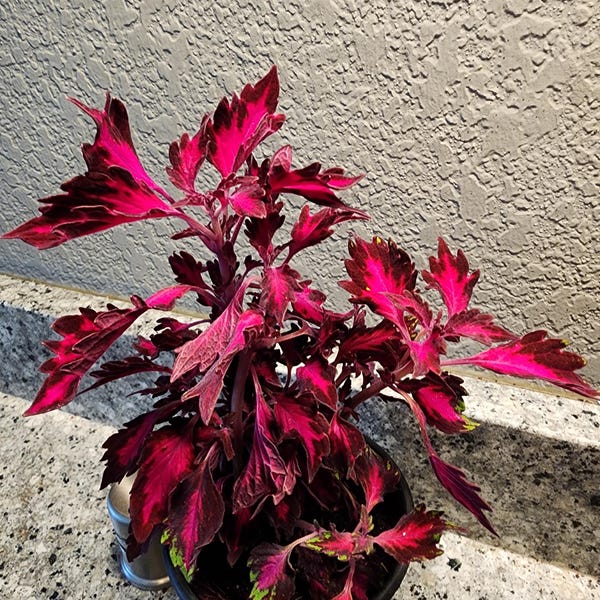 Basil, Everleaf Genovese - Etsy