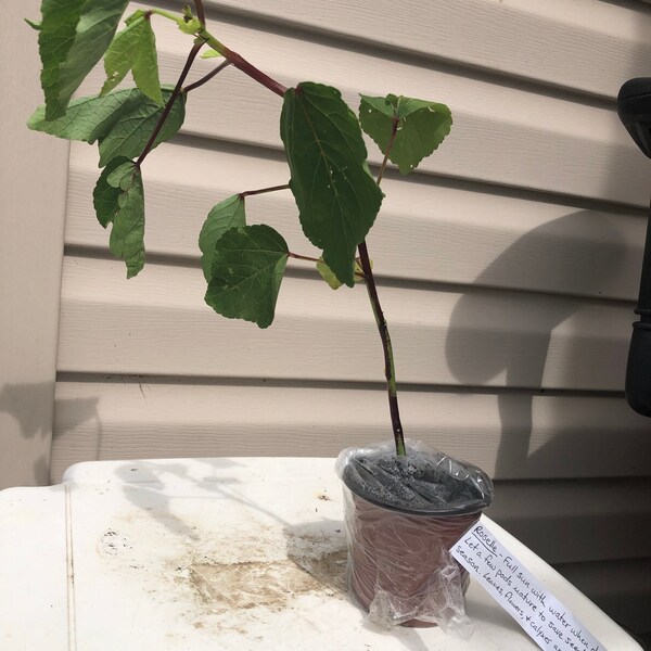 Wild Huckleberry 100 Seeds Wildlife Food - Etsy