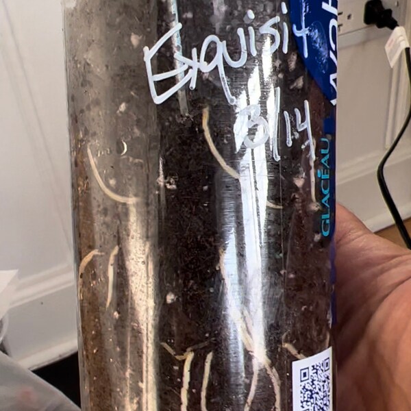 X2 Lays Potato Chips Tzatziki Flavored Snacks - Etsy