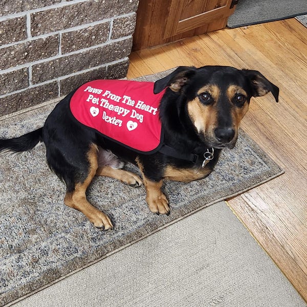 5-pack ADOPT ME Bandana Scarf for Rescue Dogs - Etsy