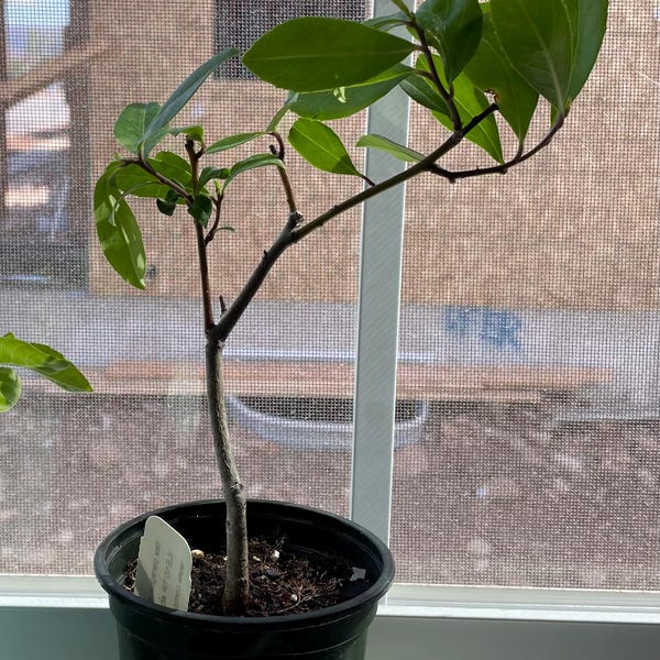 Capparis Spinosa Var. Inermis SPINELESS CAPER BUSH Live Plant 4 Pot ...