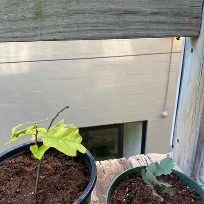 Black and Gold Rain Chain, Flower Cups, Metal Rain Chain, Chain Gutter ...