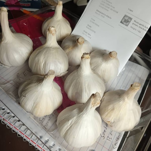 Duganski Culinary Garlic Bulbs Small Size: 1 5/8 to 1 7/8 Organically ...