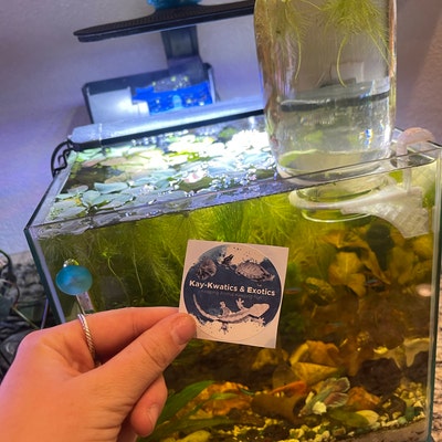 Adjustable Betta Hoop Betta Olympics Training Beginner - Etsy