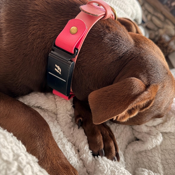 Biothane® Waterproof Rolled Slip Lead - Etsy