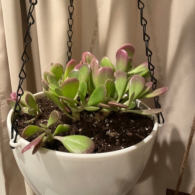 Weeping Jade Trailing Jade Variegated Succulent Home Decor - Etsy