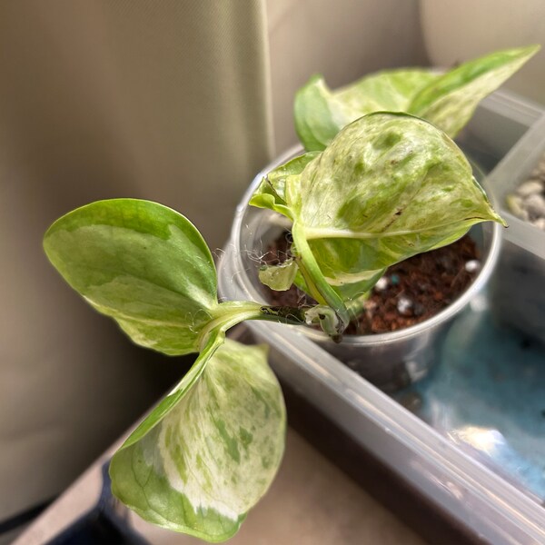 Potho Manjula High Viraigation Rare, Cuttings & Established Plants - Etsy