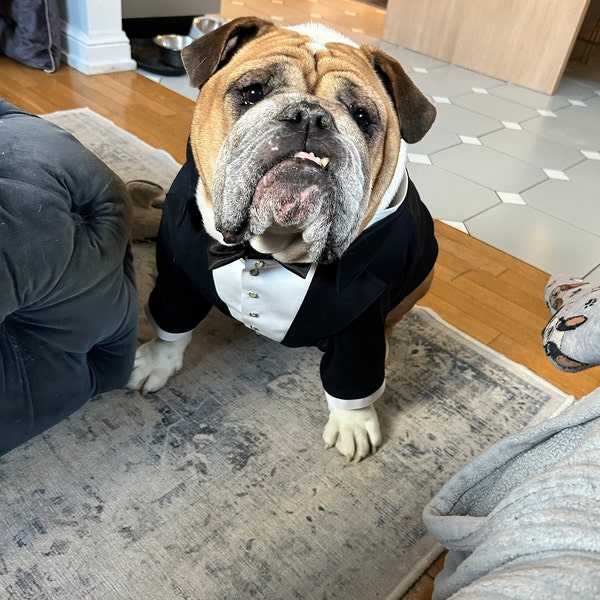 Navy Blue Dog Tuxedo With Blush Bow Tie – Formal Dog Suit for Wedding, Birthday, Custom Made ...