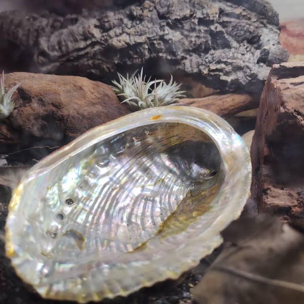 Abalone Shells: Choose Size 2 - 7" Mini & JUMBO Abalone Shells (holds ...