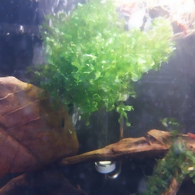 Live Aquarium Plants, Mix Moss Subwassertang, Round Pelia, Monosolenium ...