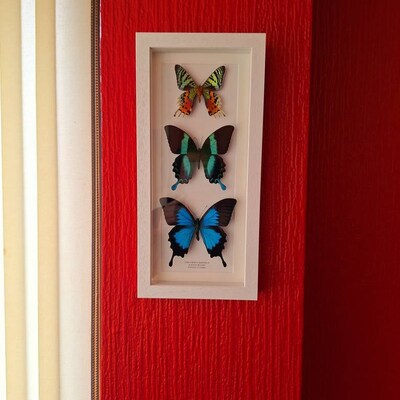 Taxidermy Army Green Moth Frame, Moth Taxidermy, Moth in Frame ...