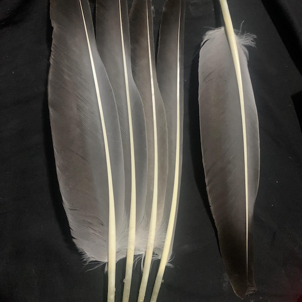 80 Pcs Assorted Feathers Natural Feathers Real Bird Feathers Feathers ...