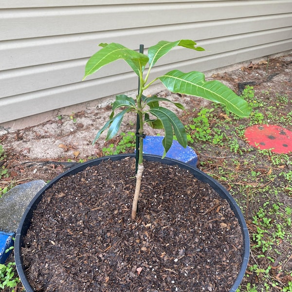 Grafted Keitt Mango Tree, Dwarf Variety (1/2 Gallon Pot) - Etsy