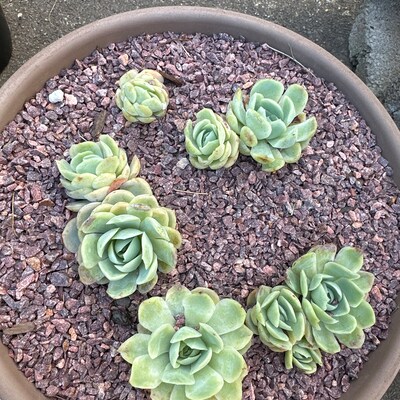 6 Echeveria Elegans/raspberry Ice Cluster Succulent Plant Gallon Pot ...