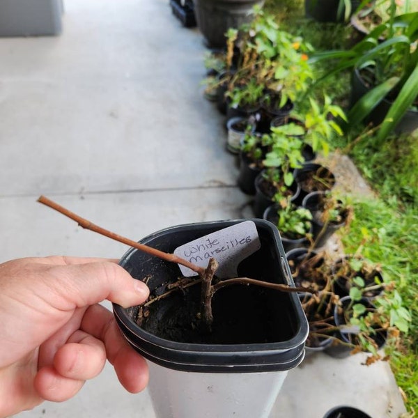 Solomon Seal Plant Roots/bulbs/tubers - Etsy