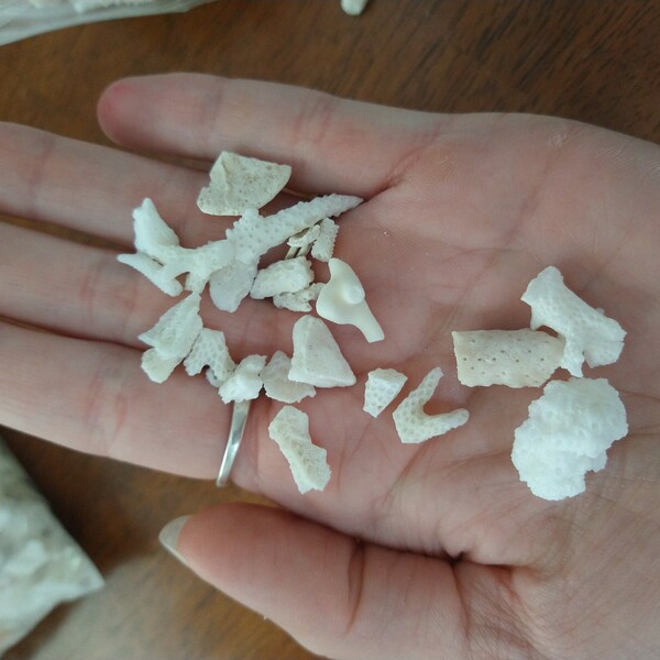 Polished Jade Turbo Shell Large Polished Trochus Polished White Shell ...