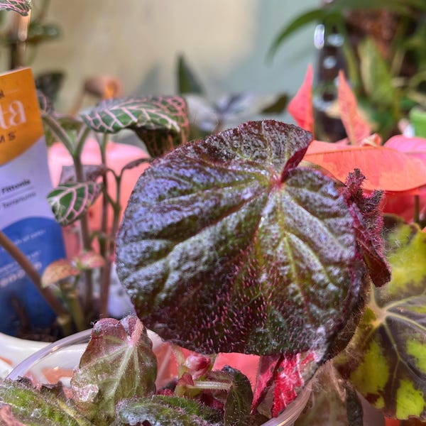 WATERMELON BEGONIA procris Repens Starter Plant Cuttings all Corms ...